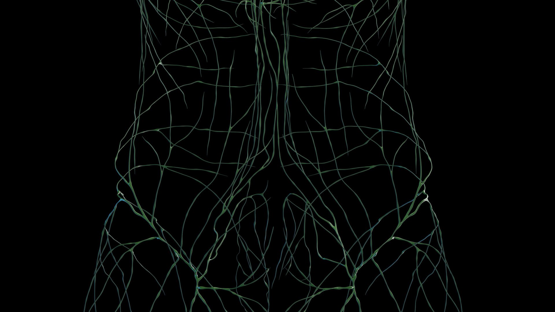 Human Female Lymphatic System Static 3D Model - TurboSquid 2059982