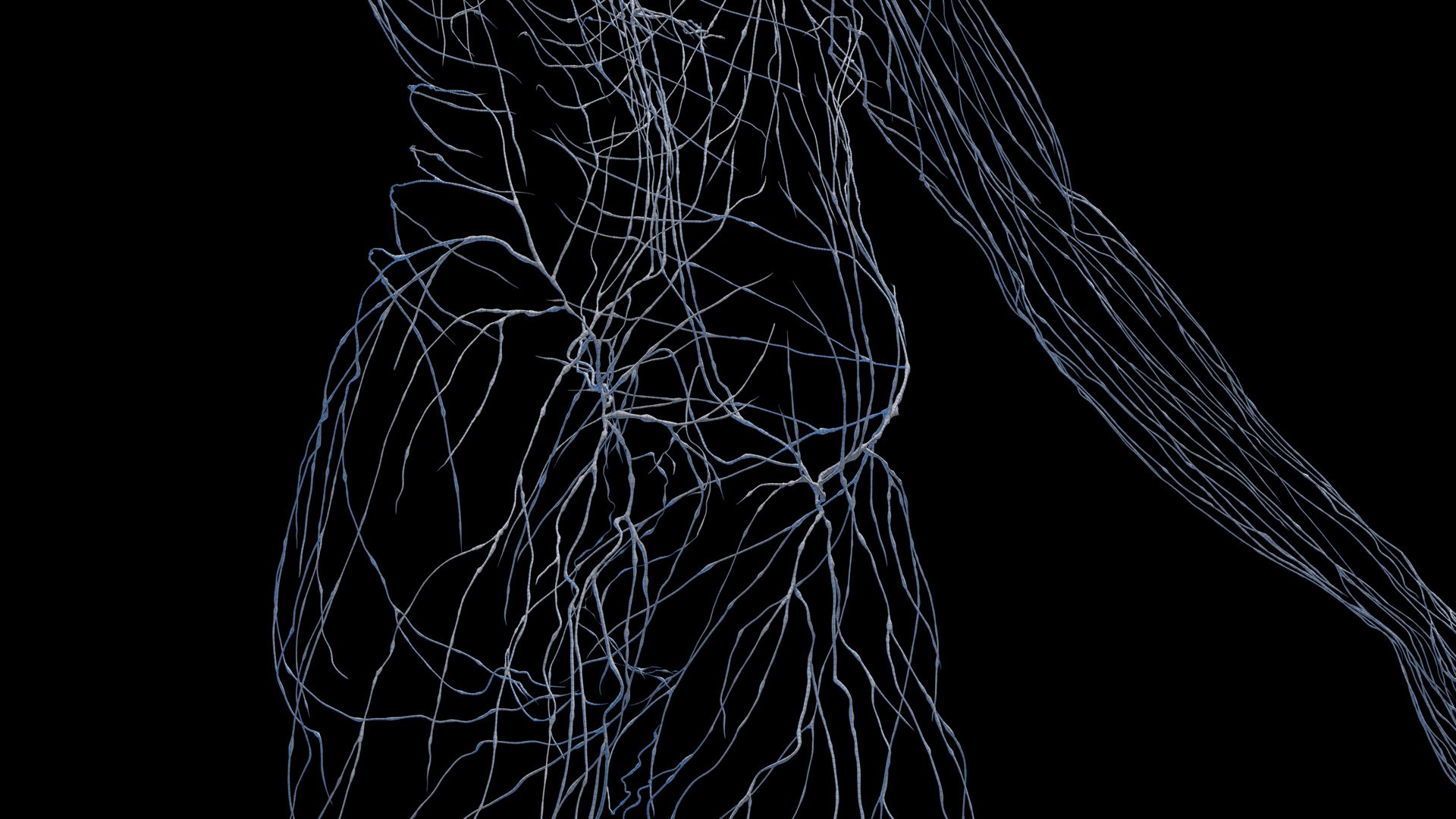 Human Female Lymphatic System Static 3D Model - TurboSquid 2059982
