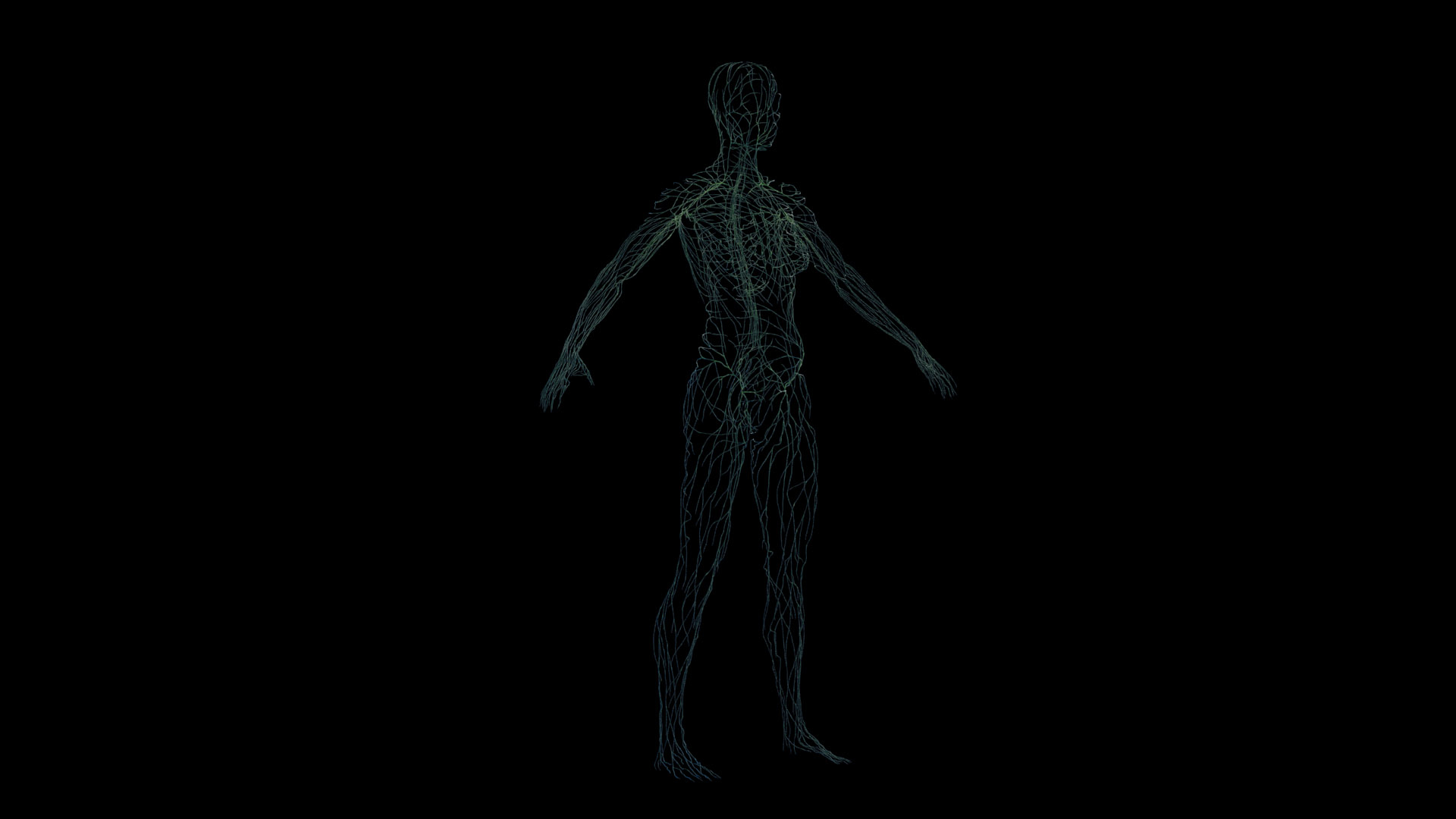 Human Female Lymphatic System Static 3D Model - TurboSquid 2059982