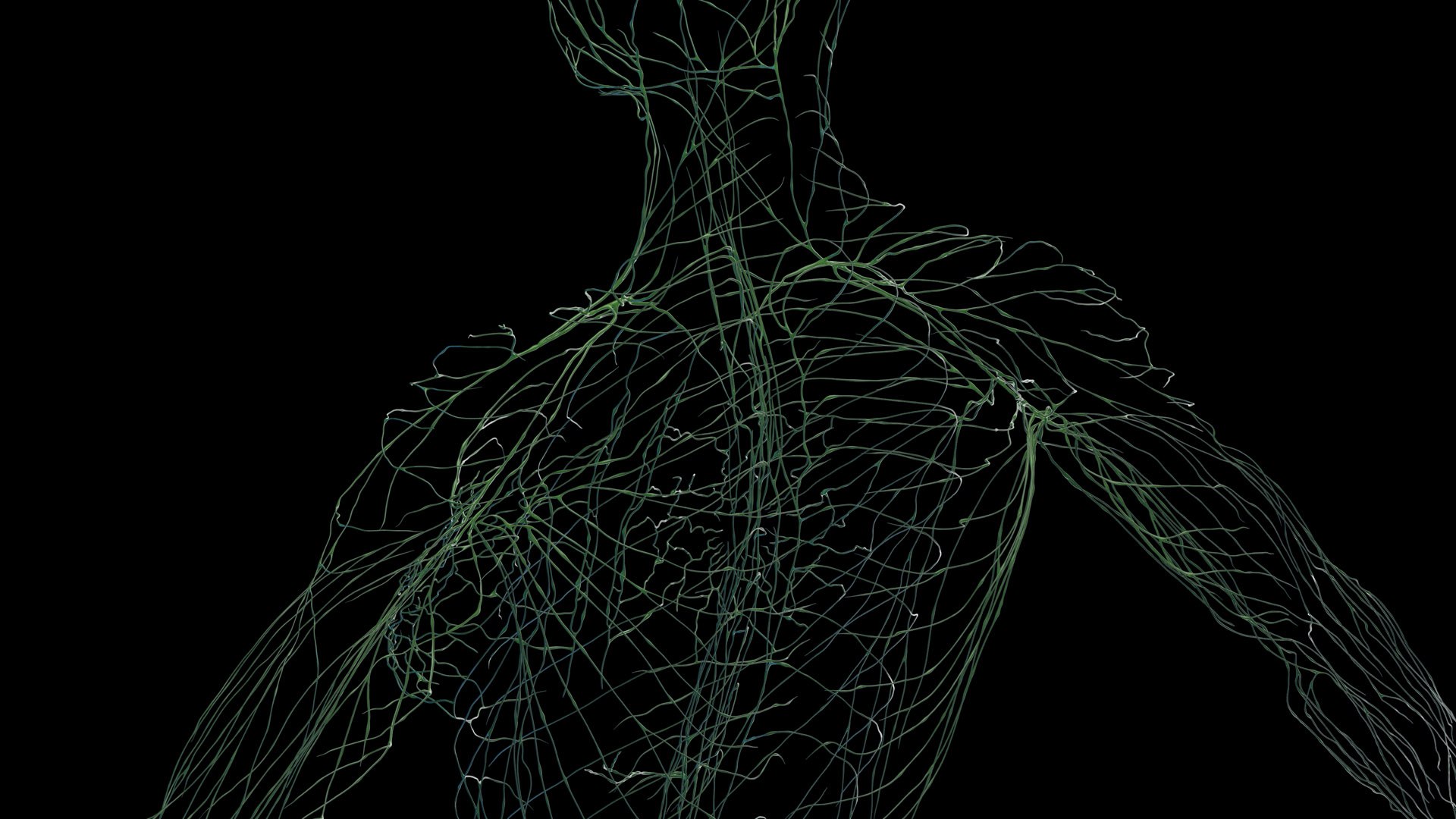 Human Female Lymphatic System Static 3D Model - TurboSquid 2059982