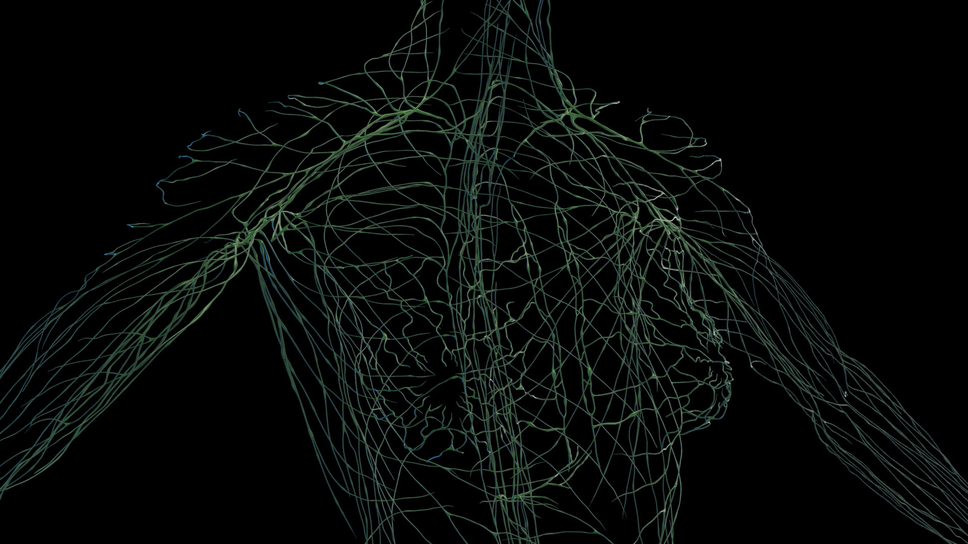 Human Female Lymphatic System Static 3D Model - TurboSquid 2059982