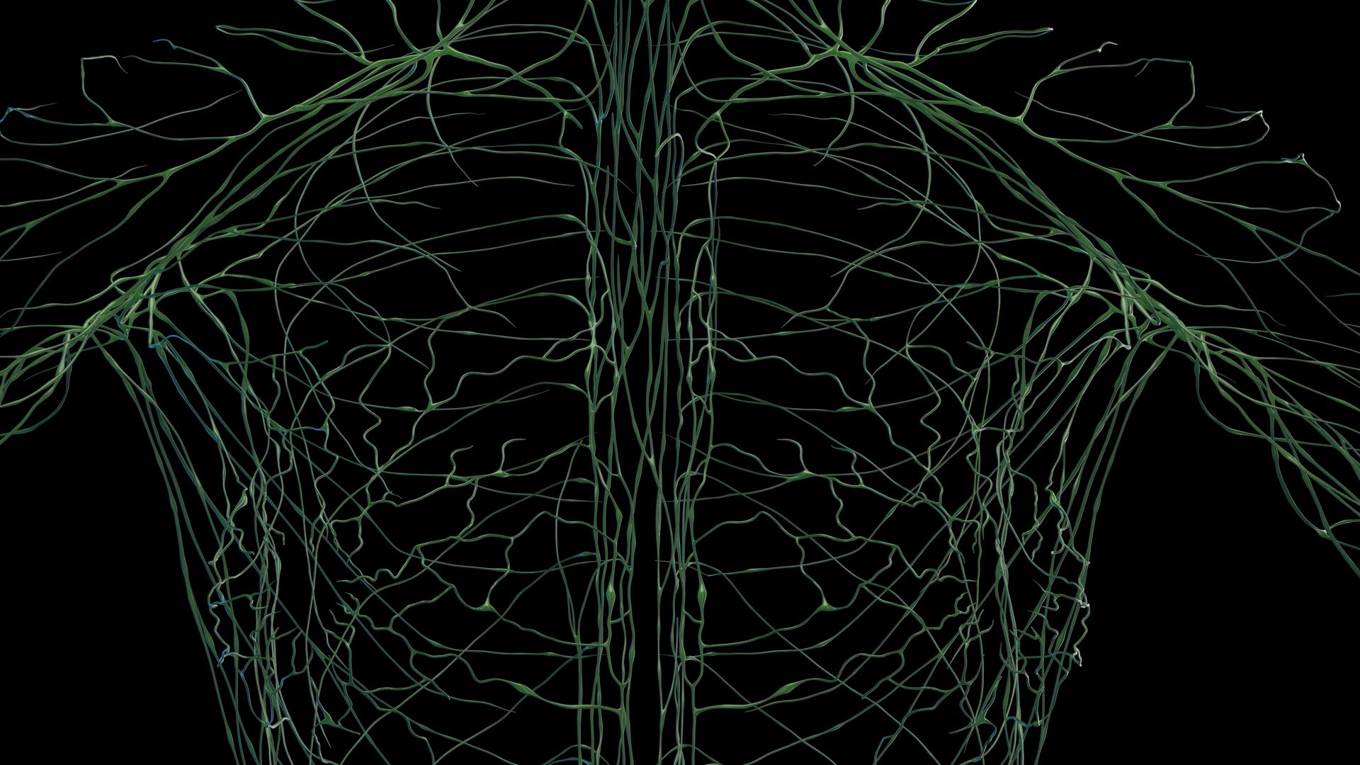 Human Female Lymphatic System Static 3D Model - TurboSquid 2059982