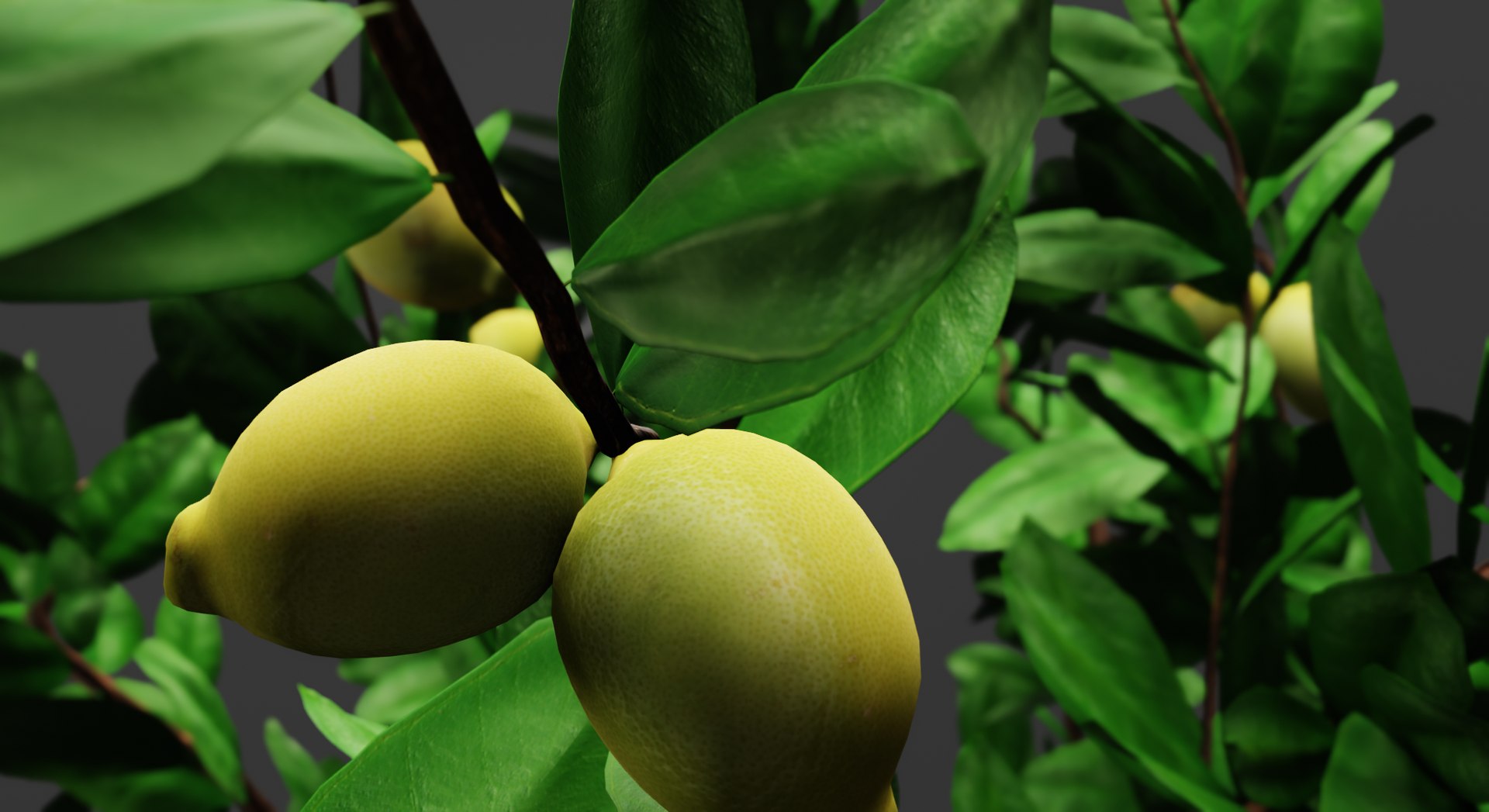 3D Lemon Tree - TurboSquid 1817519