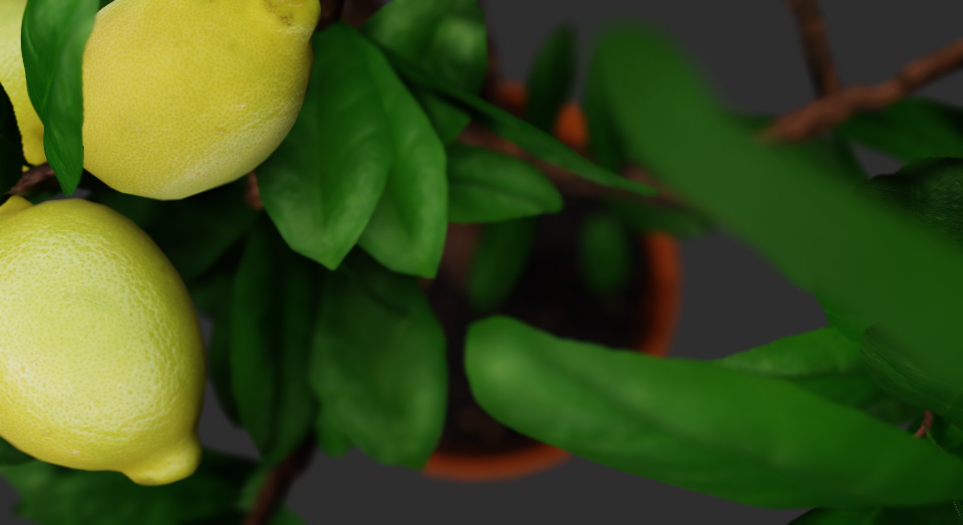 3D Lemon Tree - TurboSquid 1817519
