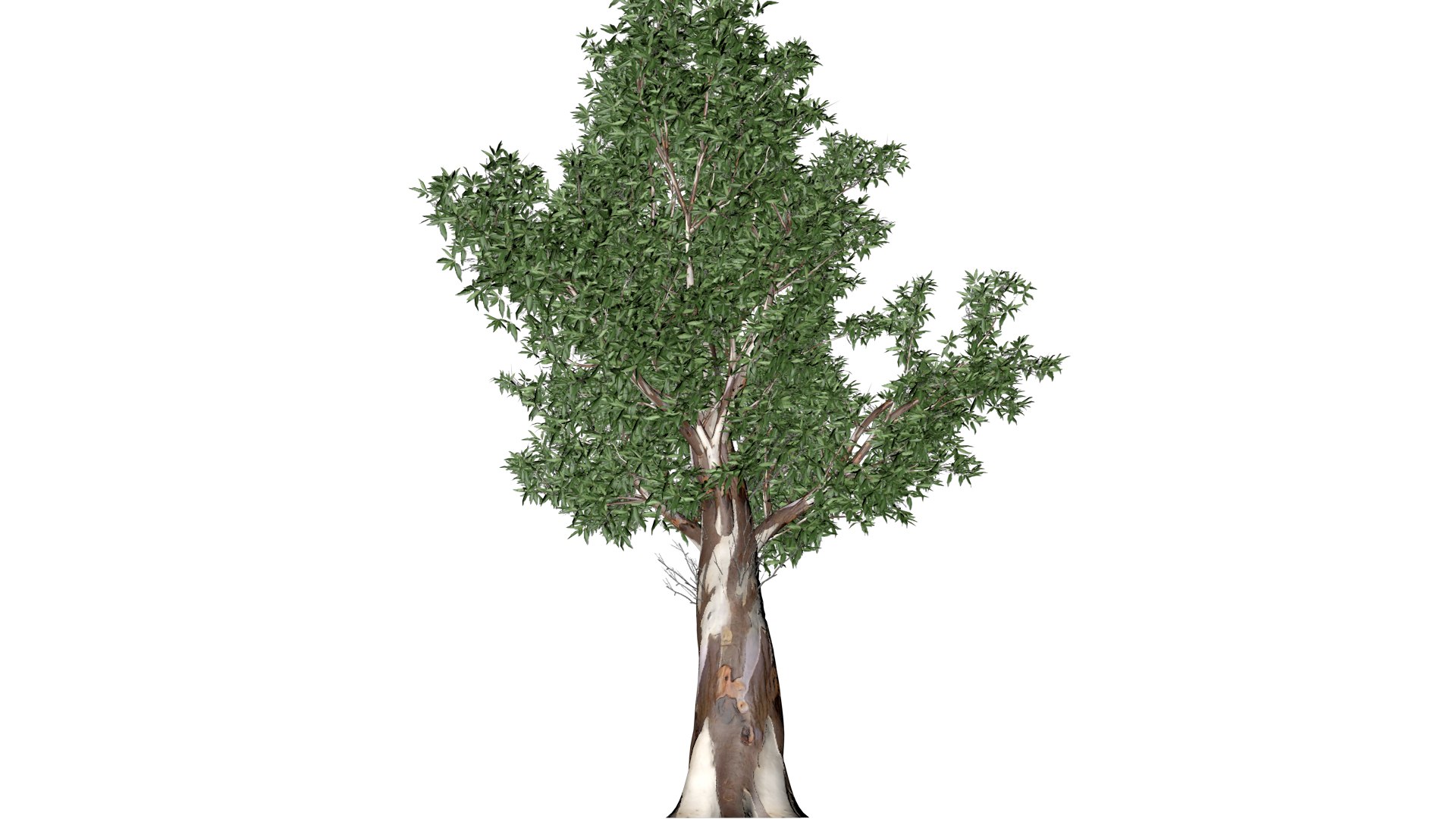 3D Red Gum Tree - 06 - - TurboSquid 2377693