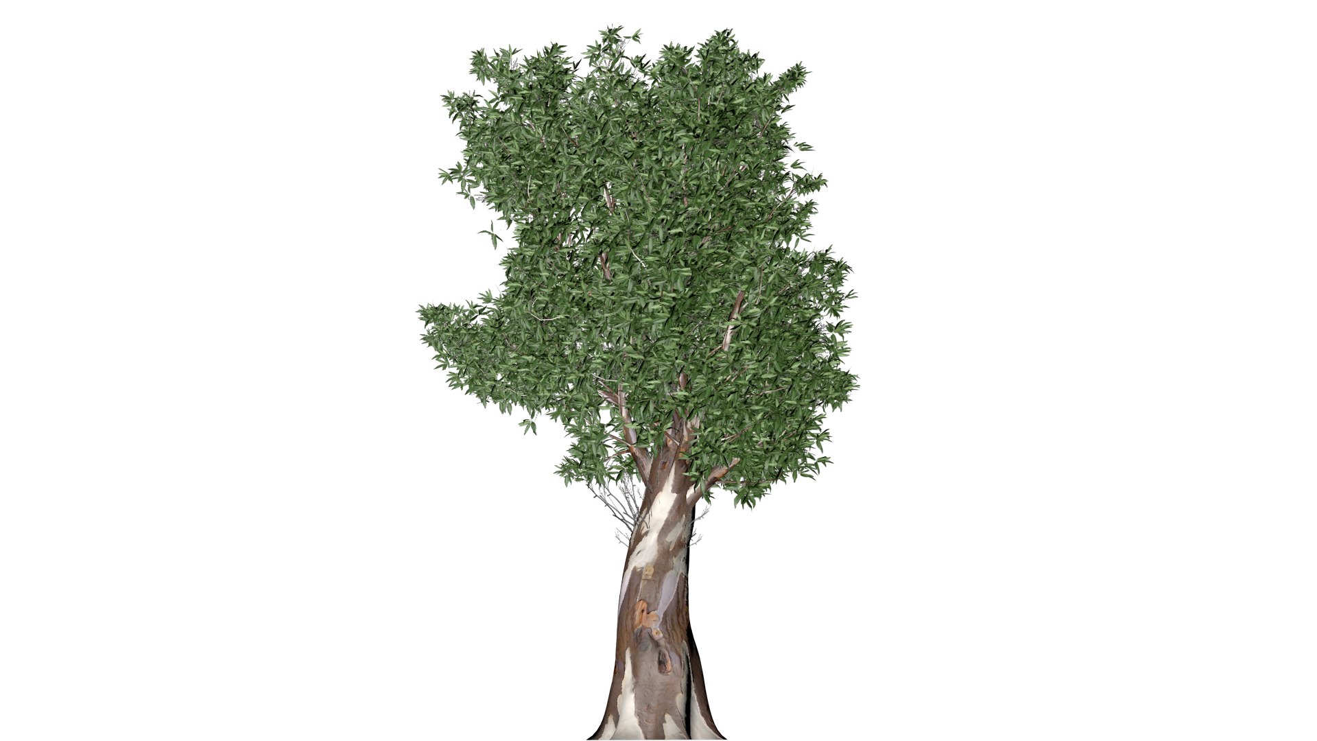3D Red Gum Tree - 06 - - TurboSquid 2377693