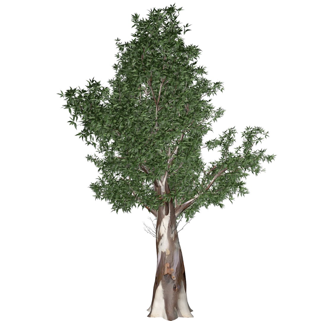 3D Red Gum Tree - 06 - - TurboSquid 2377693