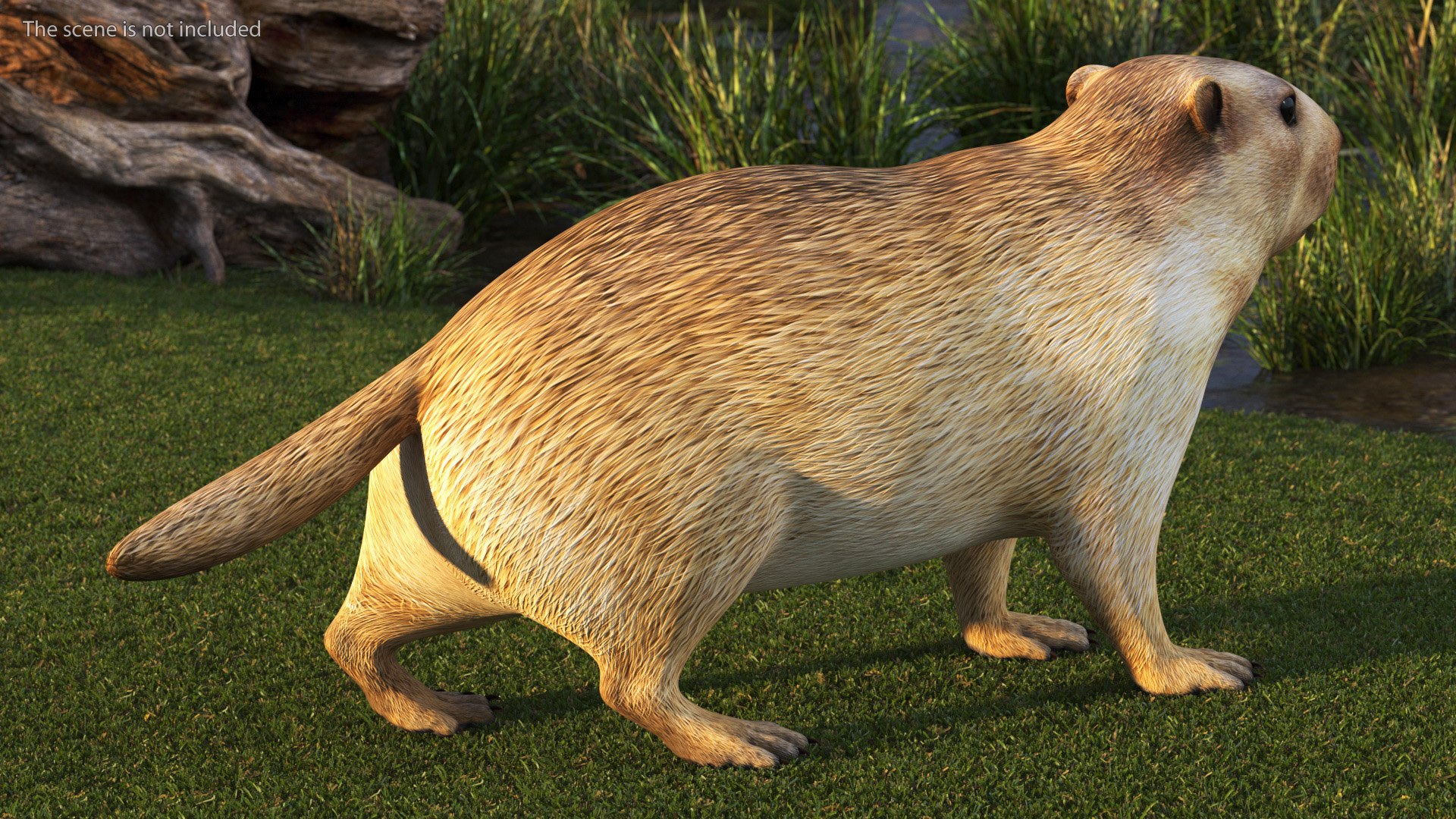 3D Model Alpine Marmot - TurboSquid 1964232