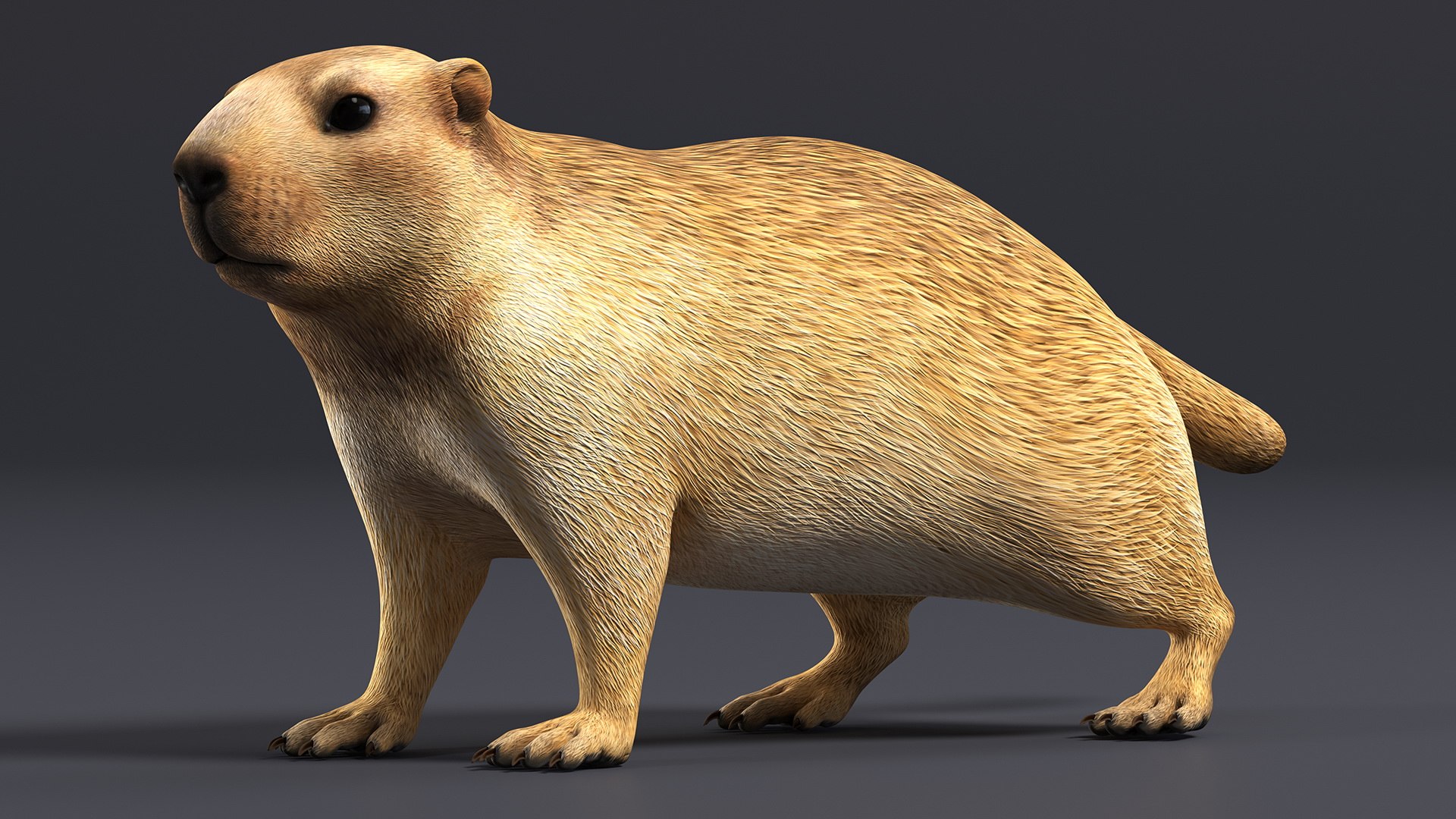 3D Model Alpine Marmot - TurboSquid 1964232