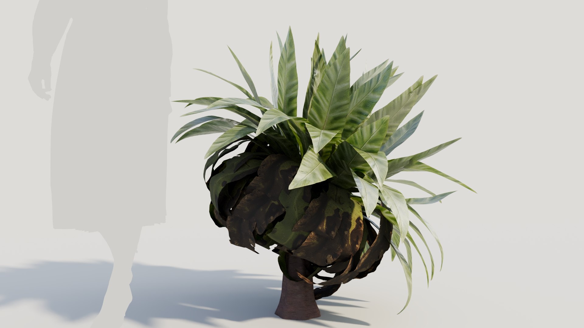 3D Asplenium Nidus A - TurboSquid 2178222