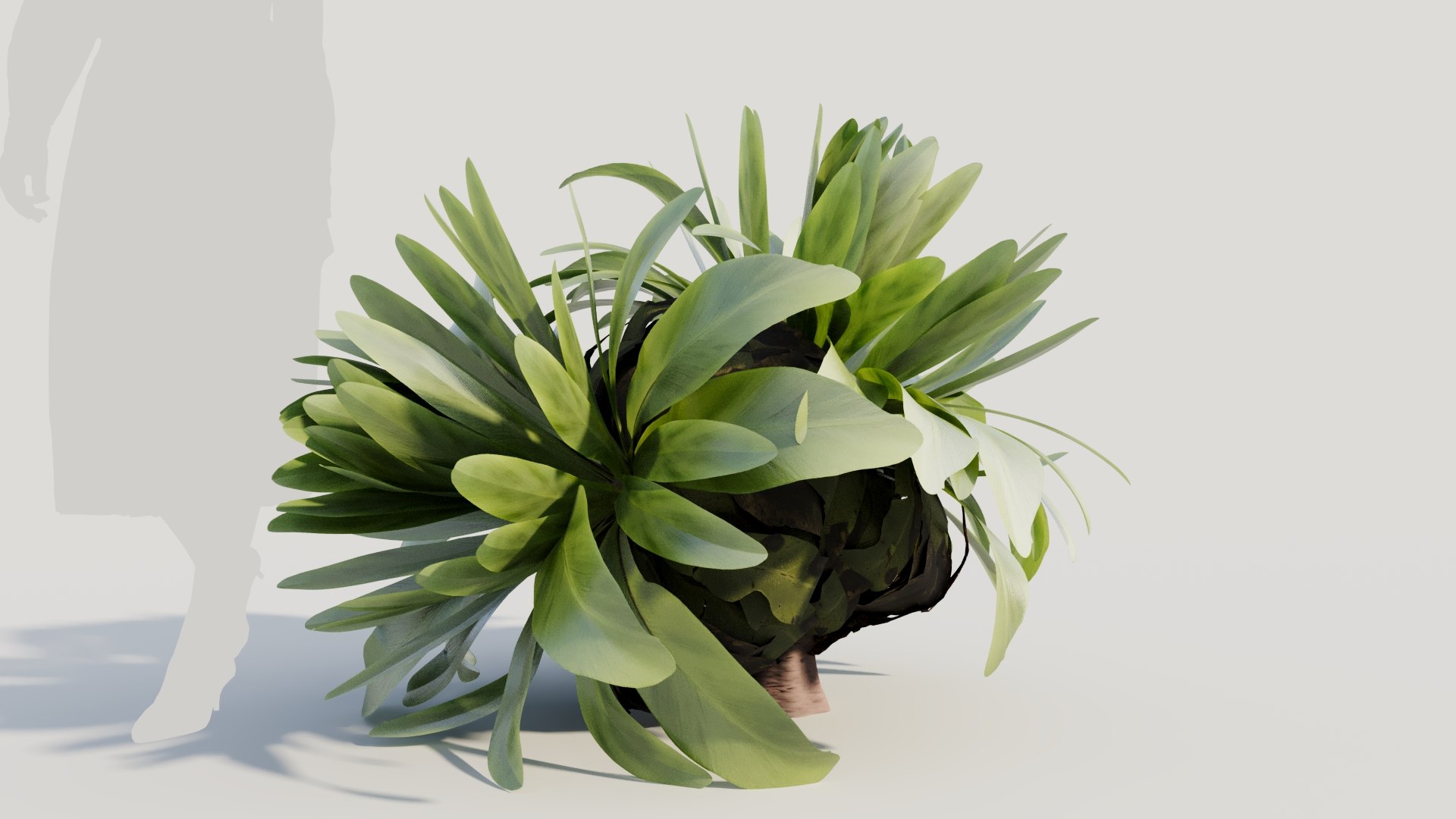 3D Asplenium Nidus A - TurboSquid 2178222