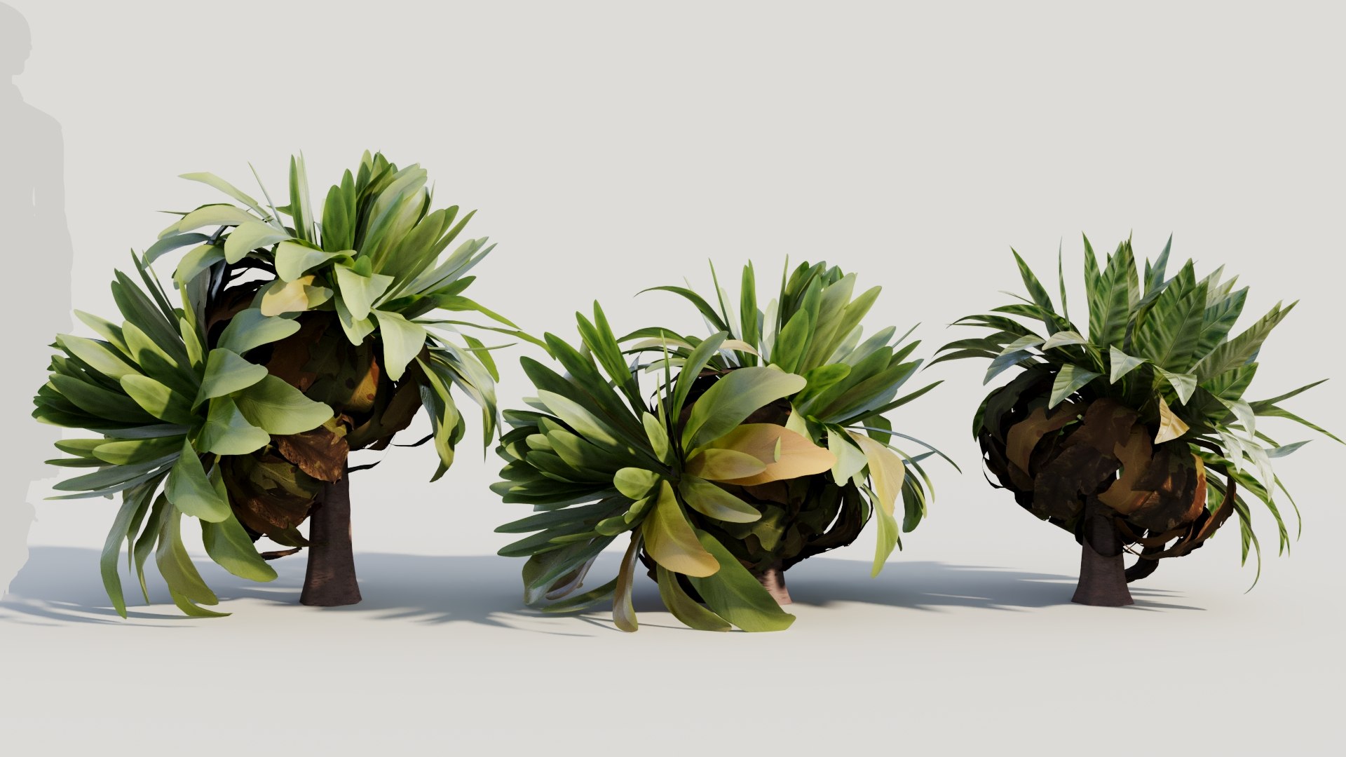 3D Asplenium Nidus A - TurboSquid 2178222