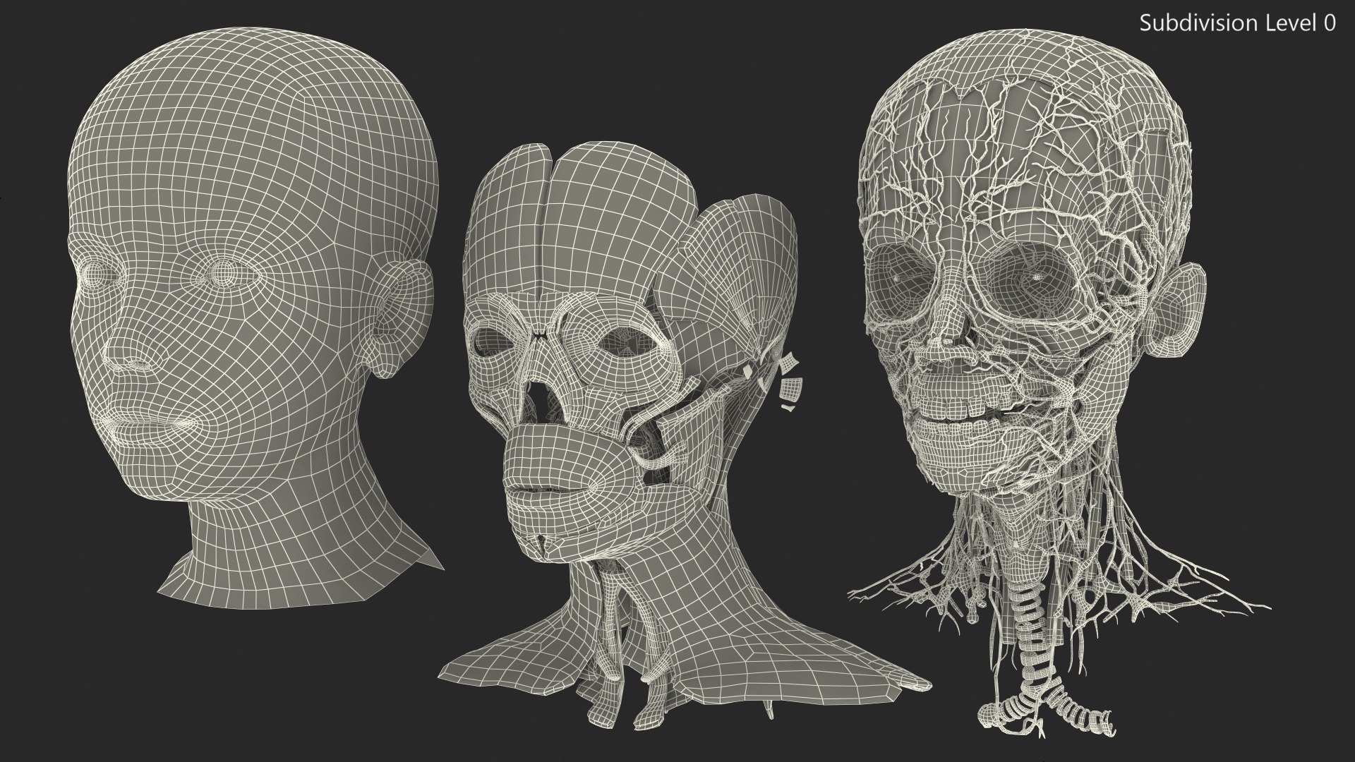 Girl Head Anatomy 3D model - TurboSquid 1948006