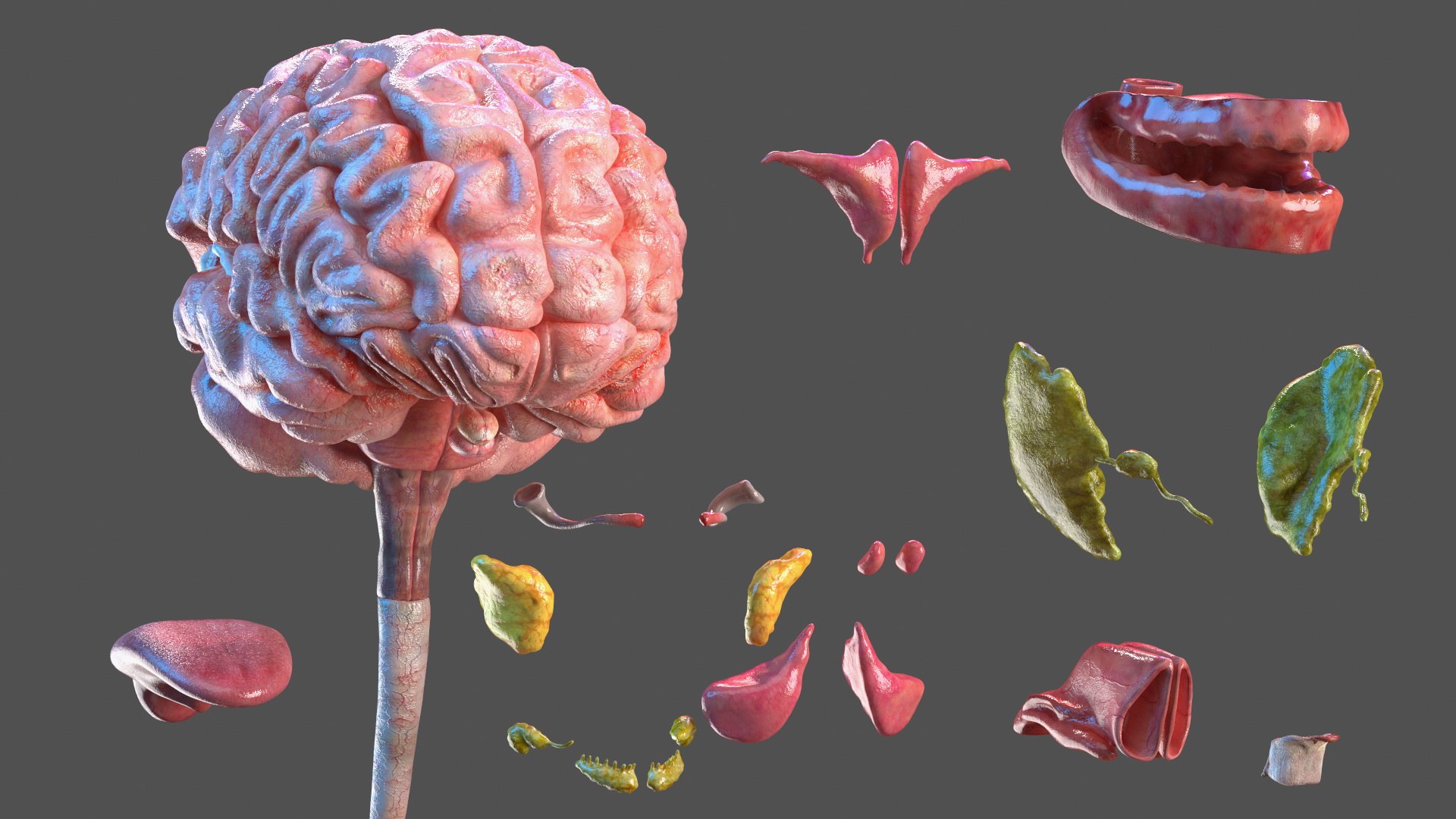 Girl Head Anatomy 3D model - TurboSquid 1948006