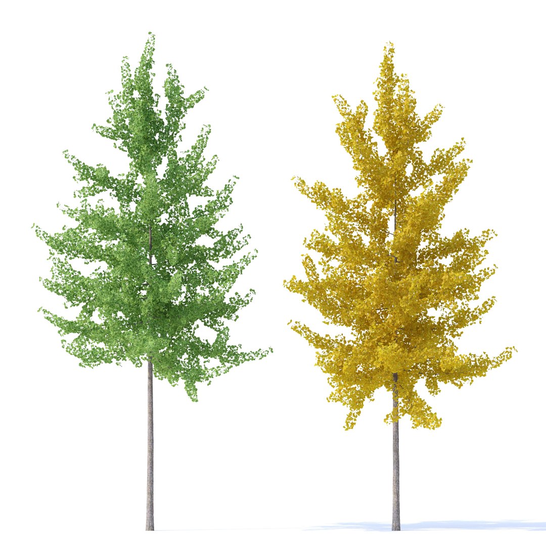 3D Ginkgo Biloba Trees Plants Model - TurboSquid 1655294