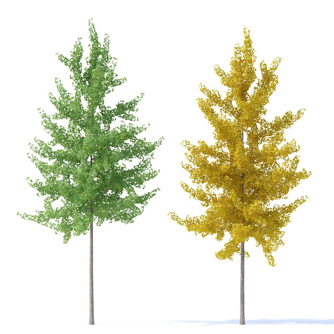 3D Ginkgo Biloba Trees Plants Model - TurboSquid 1655294