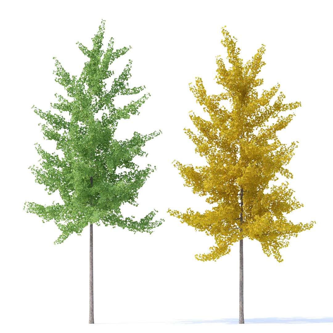 3D Ginkgo Biloba Trees Plants Model - TurboSquid 1655294