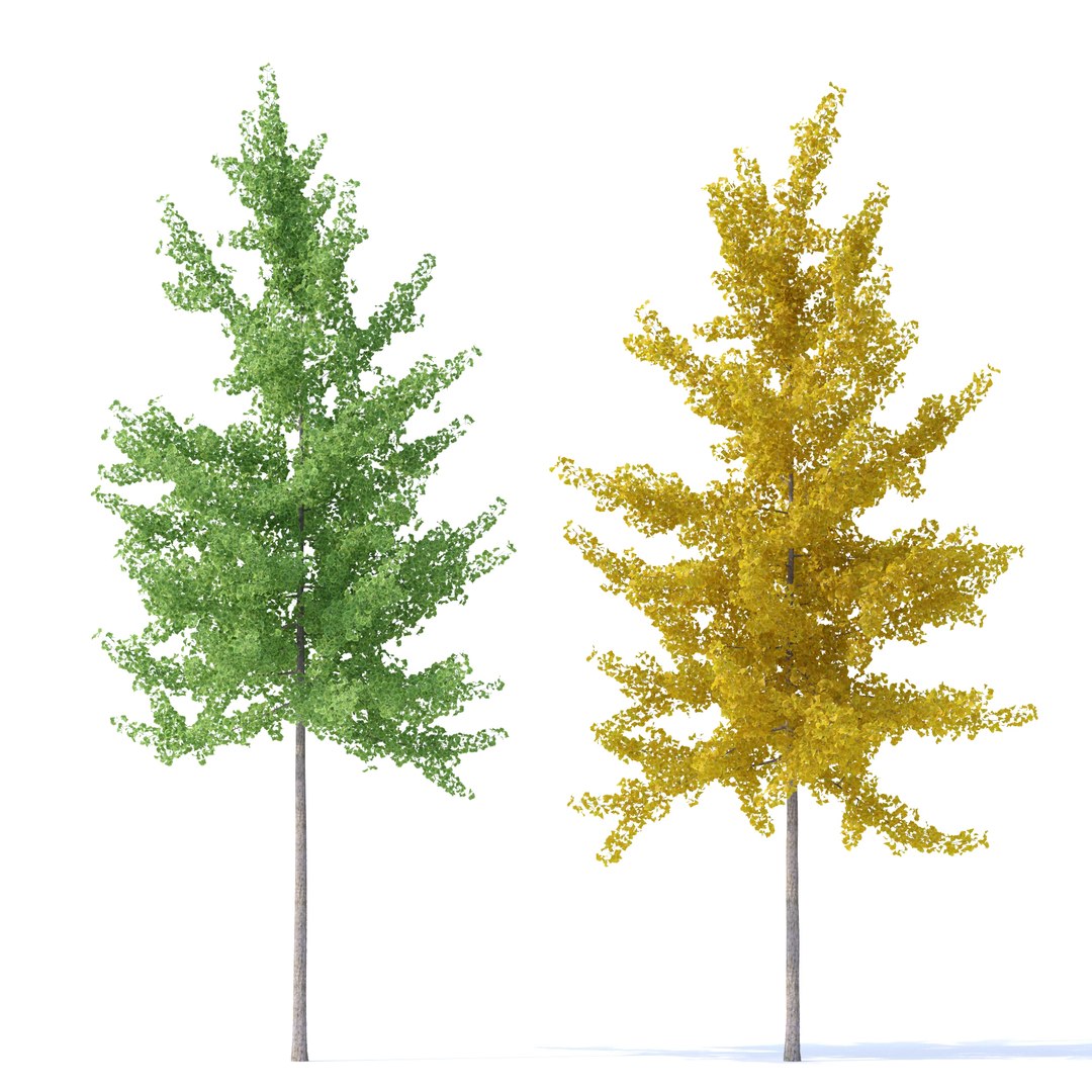 3D Ginkgo Biloba Trees Plants Model - TurboSquid 1655294