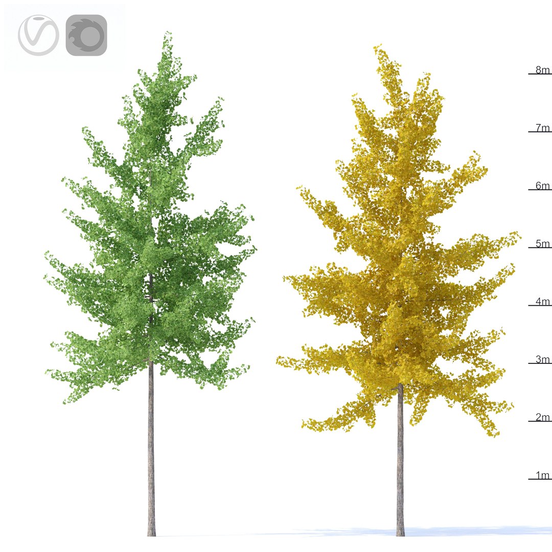 3D Ginkgo Biloba Trees Plants Model - TurboSquid 1655294