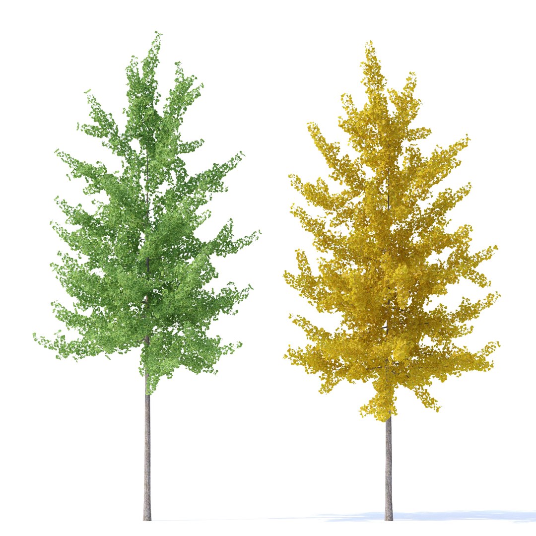 3D Ginkgo Biloba Trees Plants Model - TurboSquid 1655294