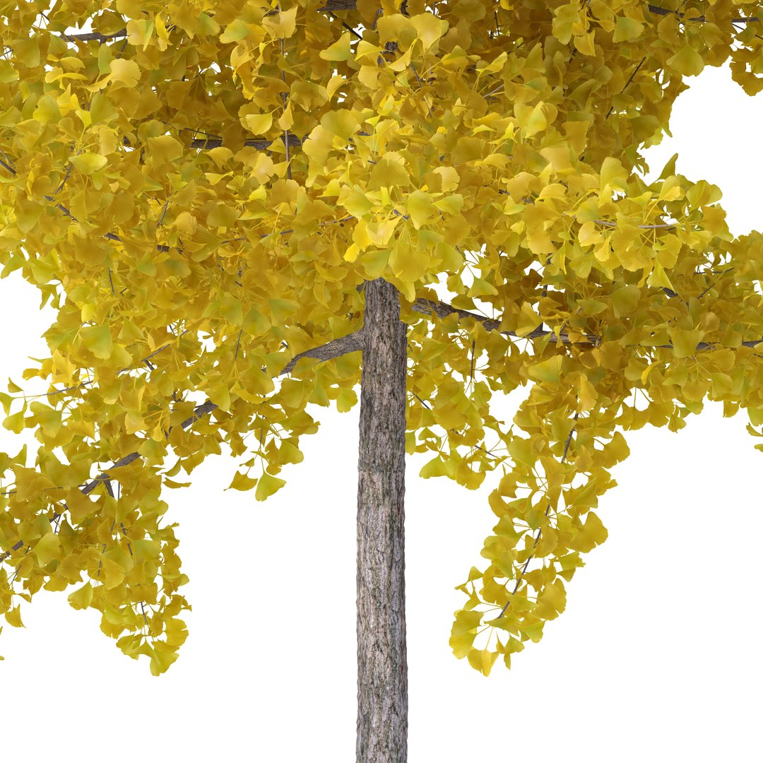 3D Ginkgo Biloba Trees Plants Model - TurboSquid 1655294