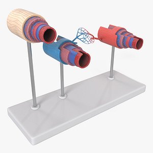 3D Artery Models - Browse & Download Formats - TurboSquid