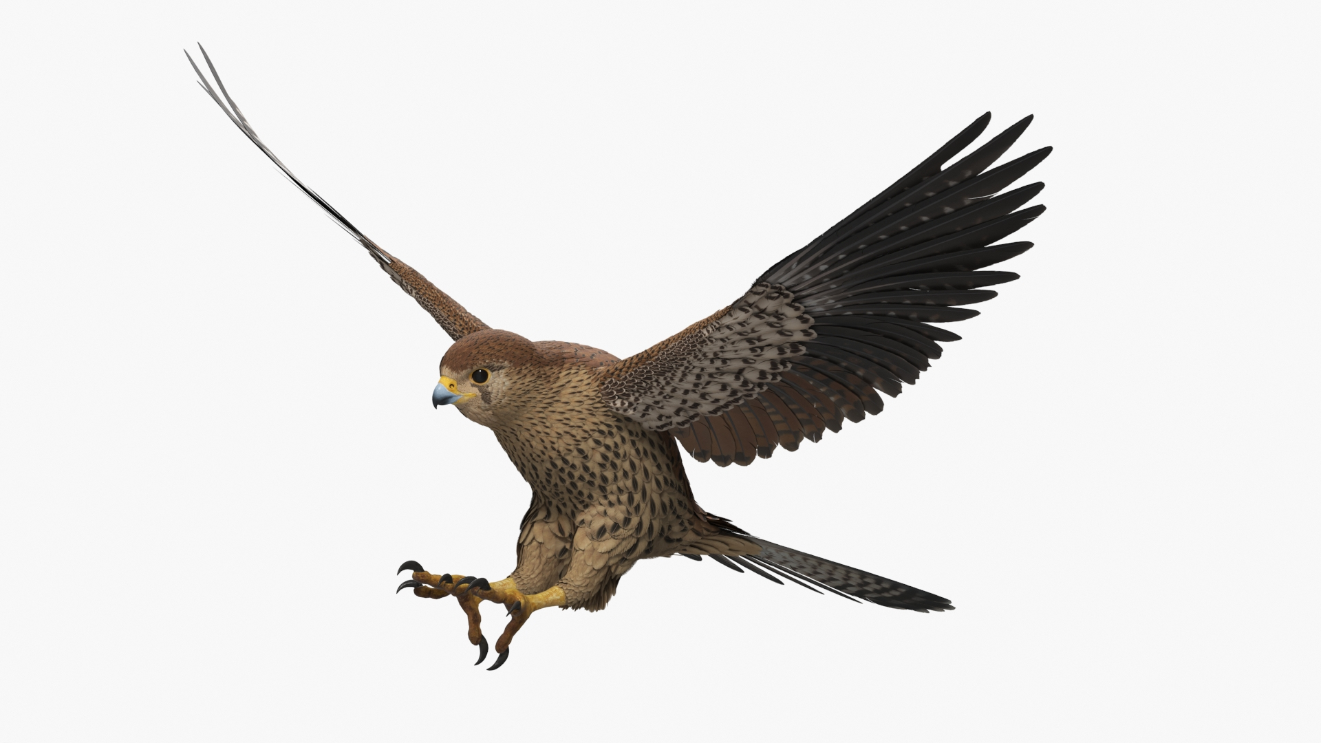 3D Model Falcon Bird Attack Pose Brown - TurboSquid 2509356
