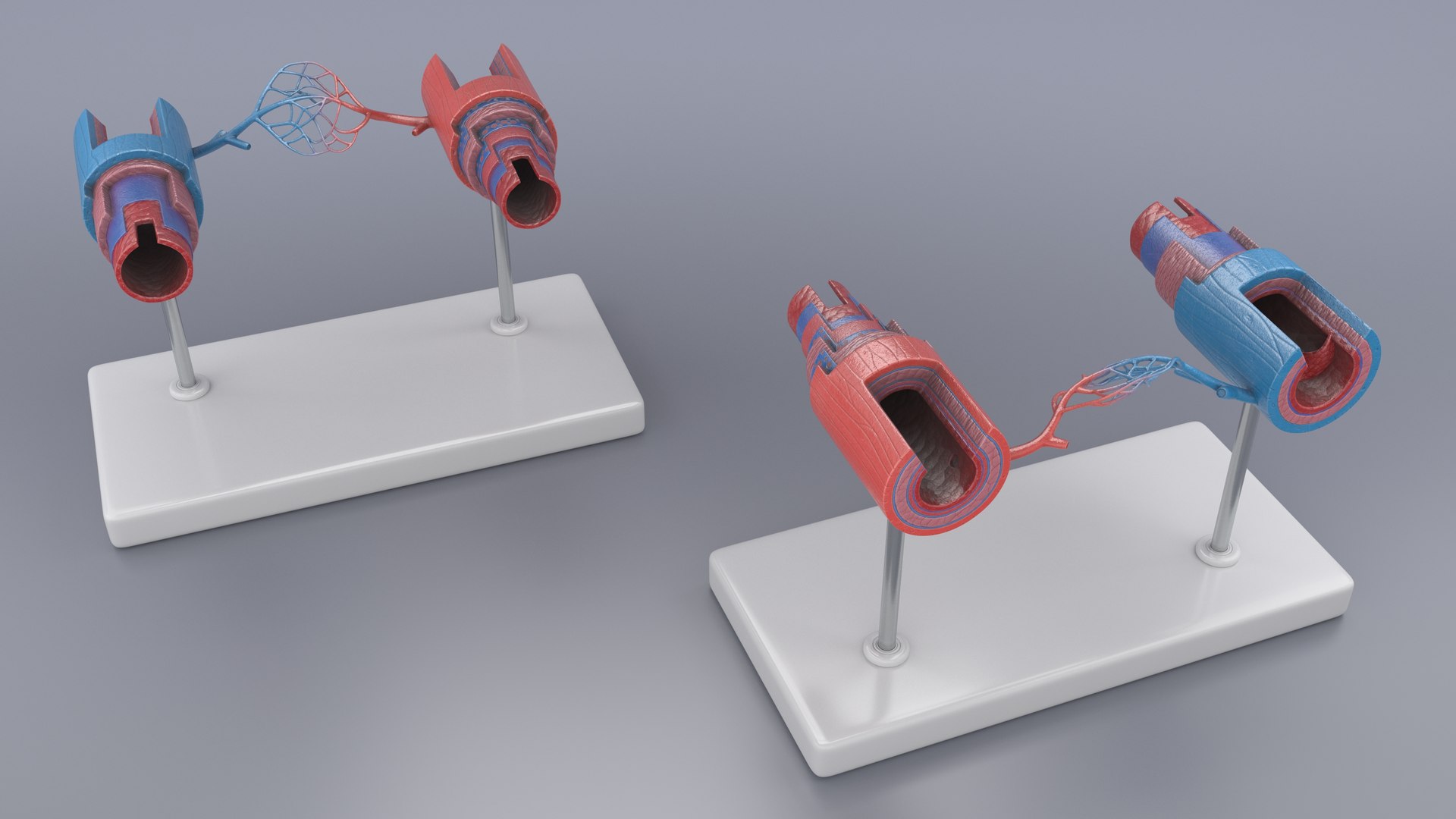 Anatomical Model Blood Vessels In Section On Shaft 3D - TurboSquid 2390693