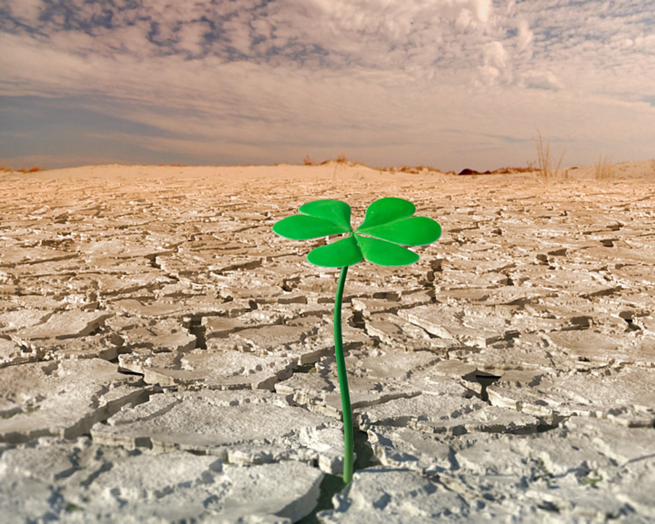 desert clover 3d model