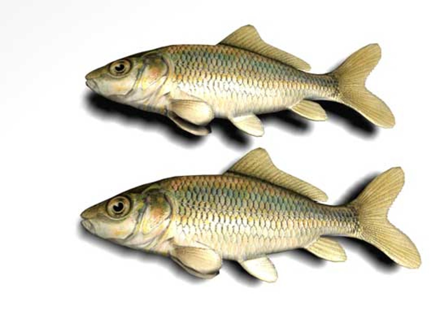 3d Carp Model