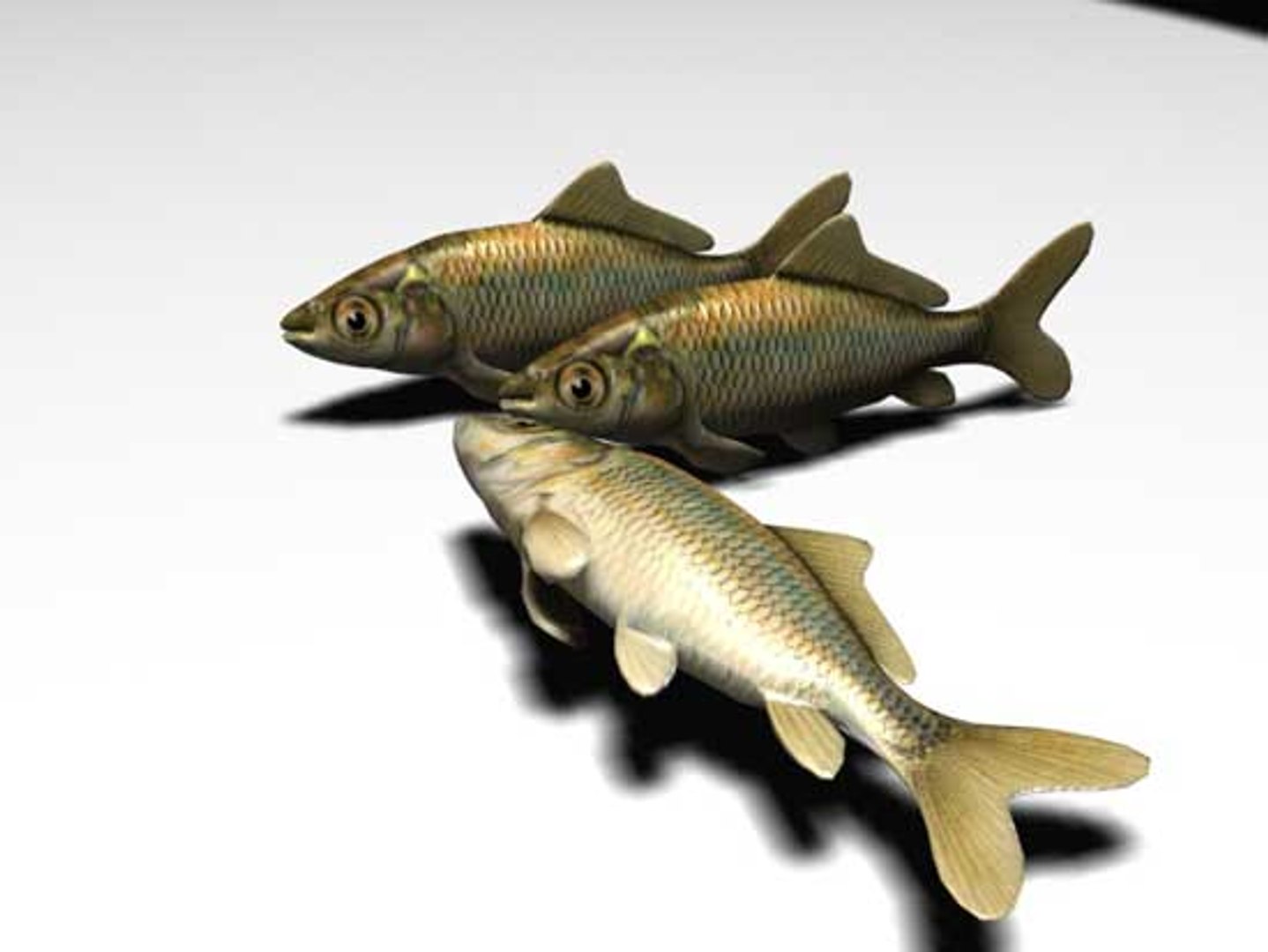 3d Carp Model