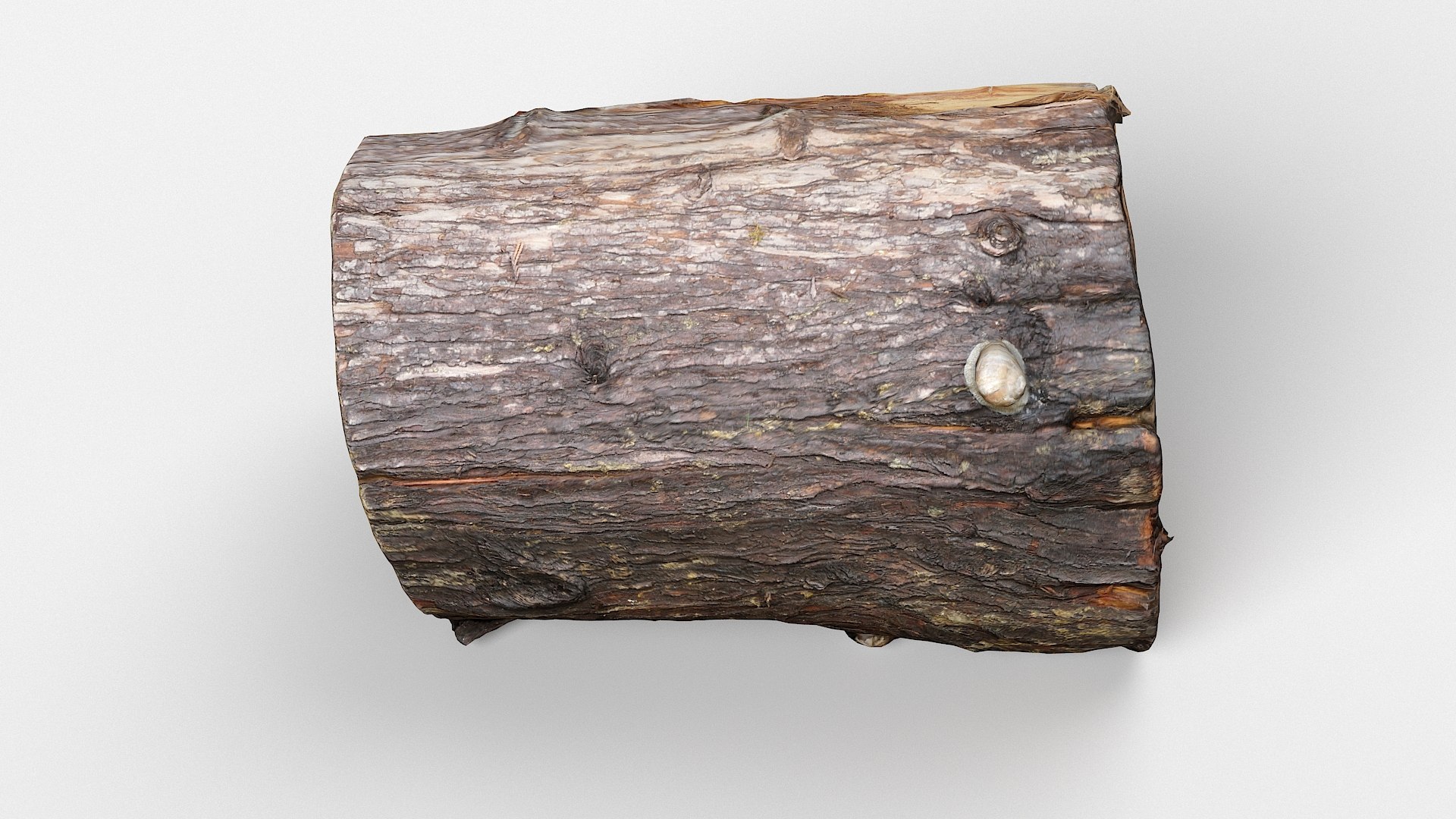 Wet Tree Trunk Stump 3D Model - TurboSquid 1572151