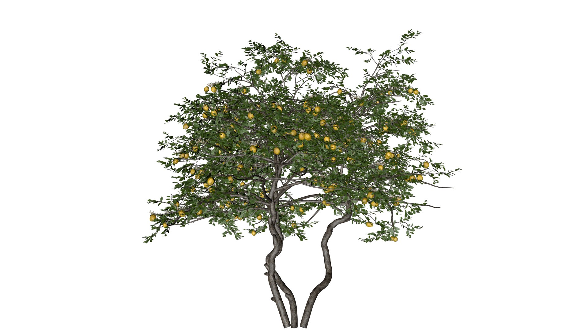 Lemon Tree - 09 - 3D Model - TurboSquid 2376783