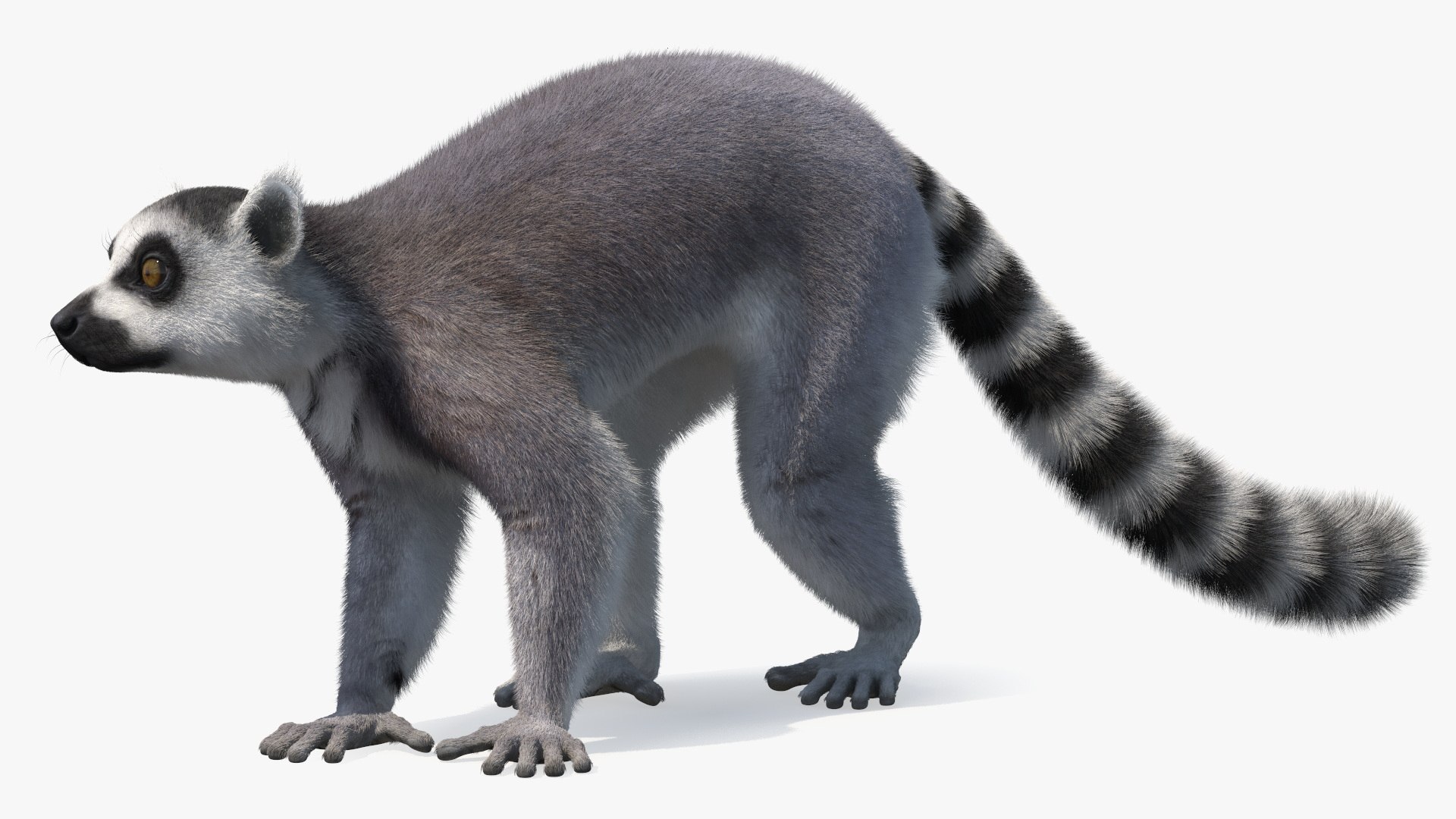 3D Grey Lemur Walking Fur - TurboSquid 2192776