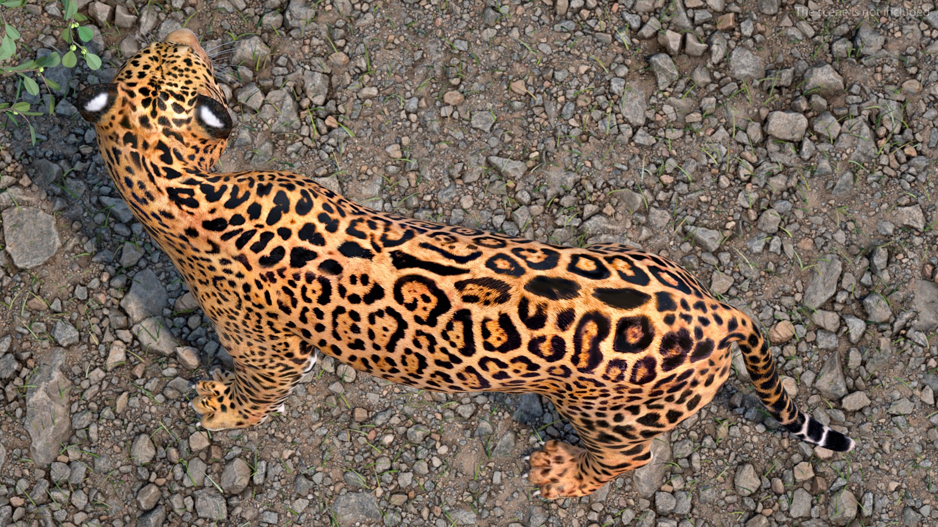 Jaguar Stand Pose 3D - TurboSquid 2217927