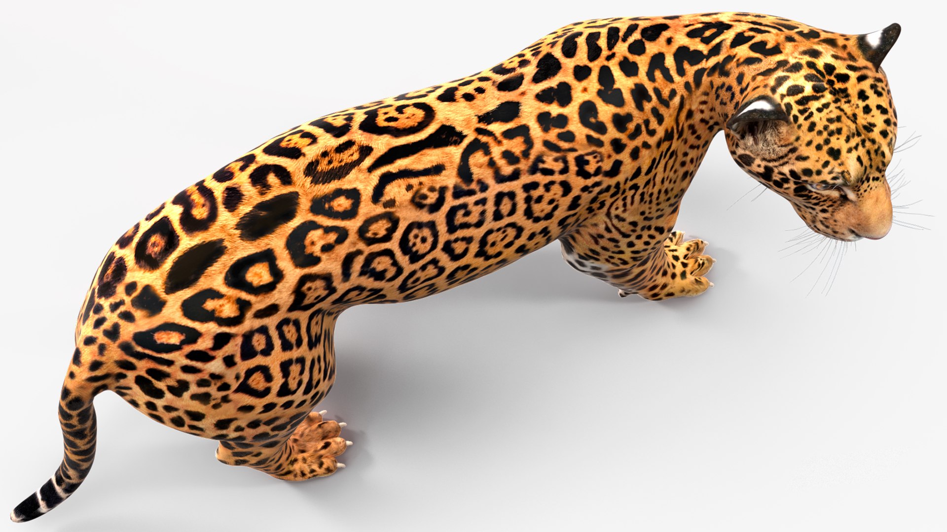 Jaguar Stand Pose 3D - TurboSquid 2217927