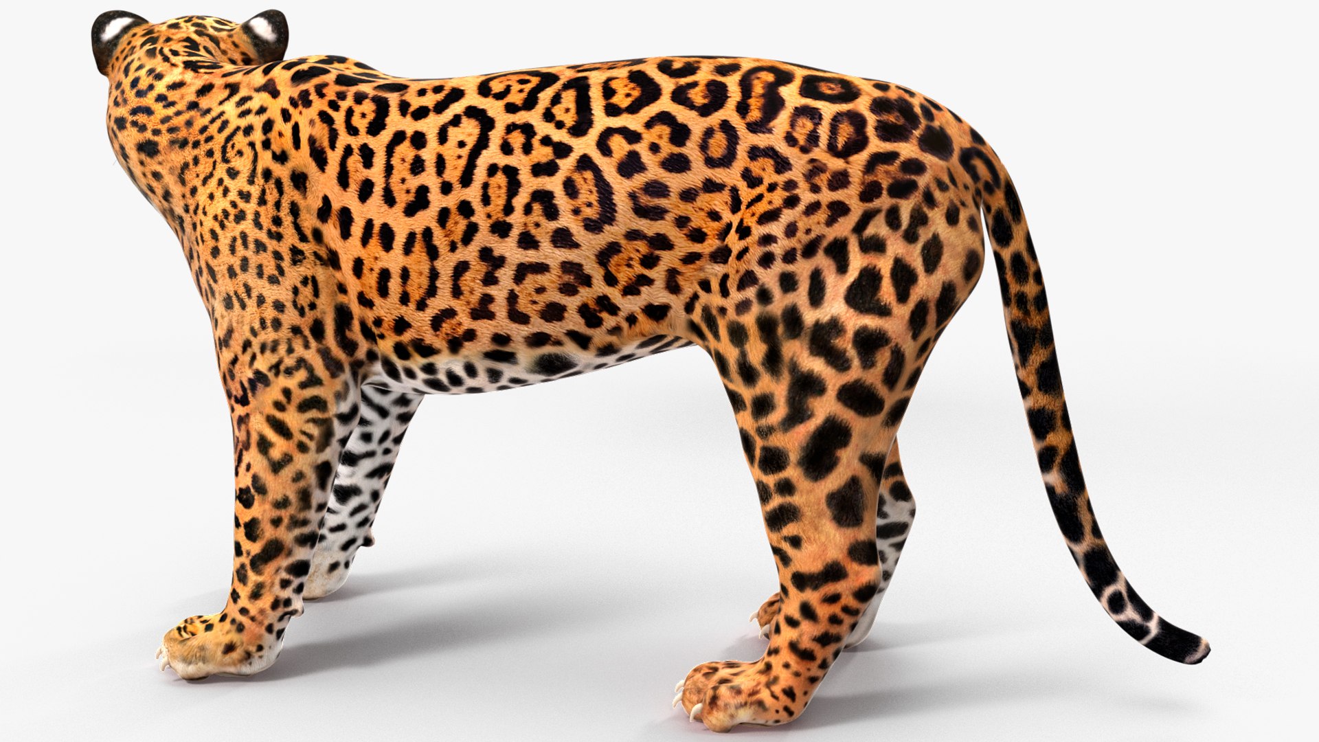 Jaguar Stand Pose 3D - TurboSquid 2217927