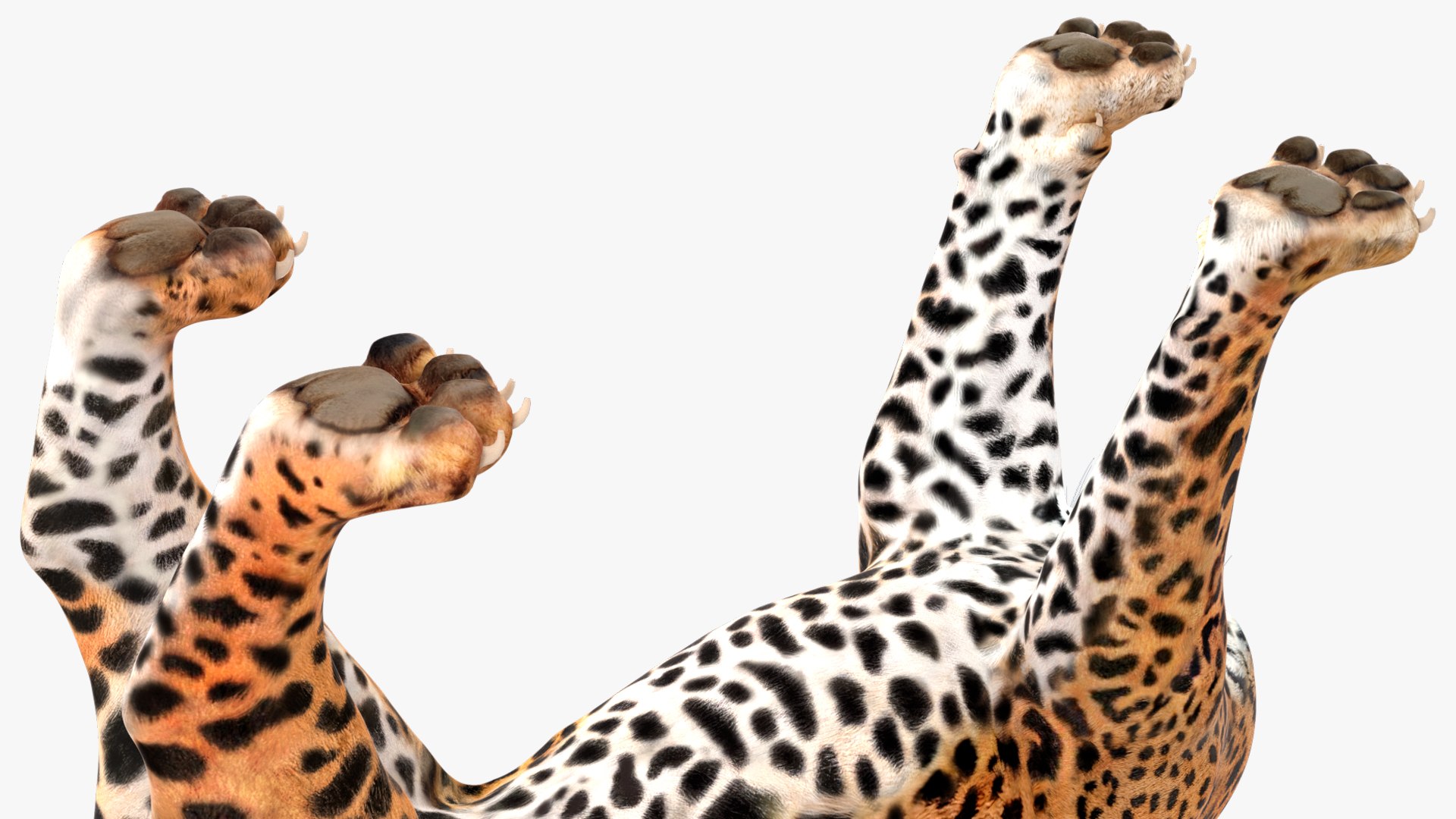 Jaguar Stand Pose 3D - TurboSquid 2217927