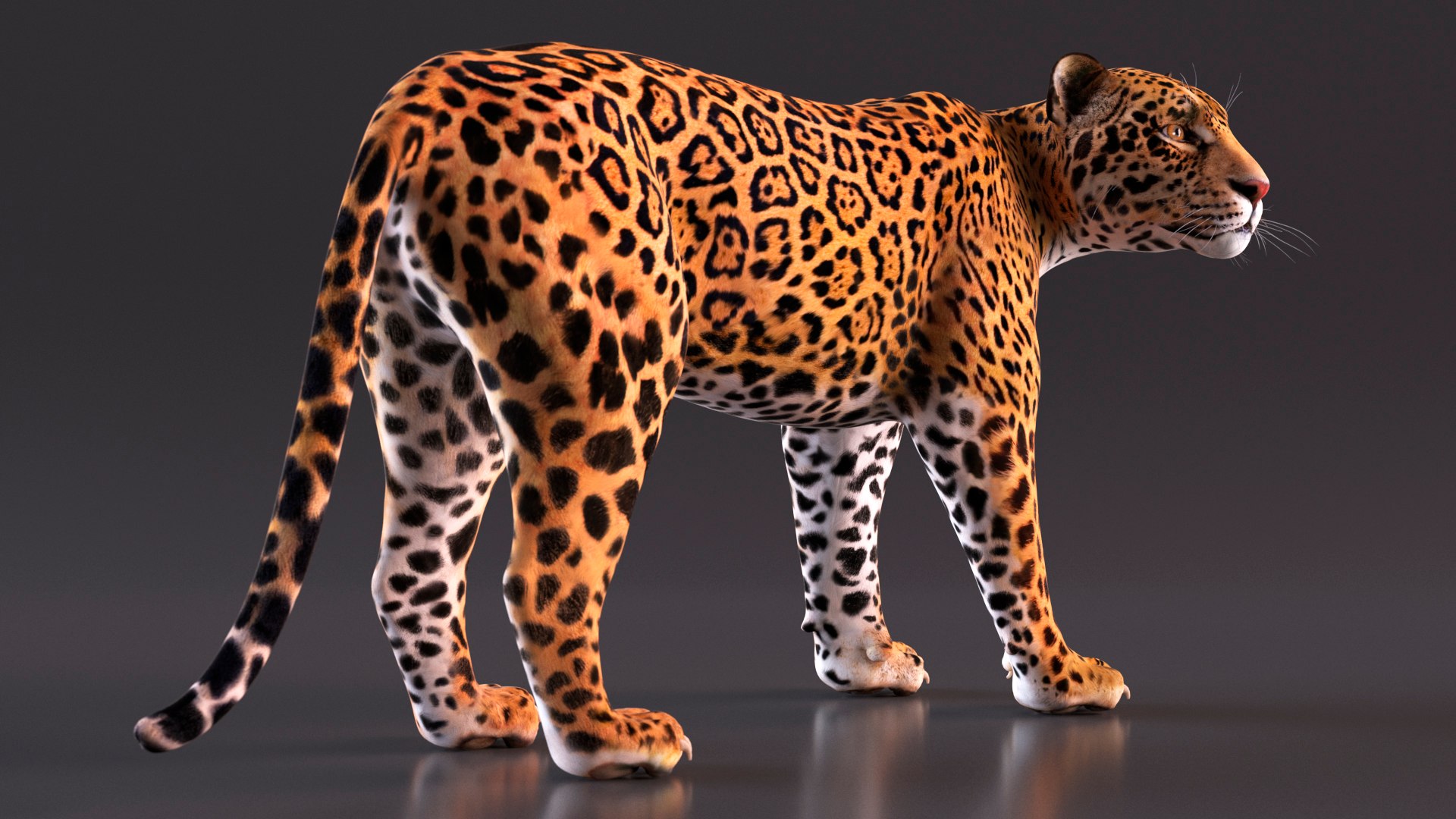 Jaguar Stand Pose 3D - TurboSquid 2217927