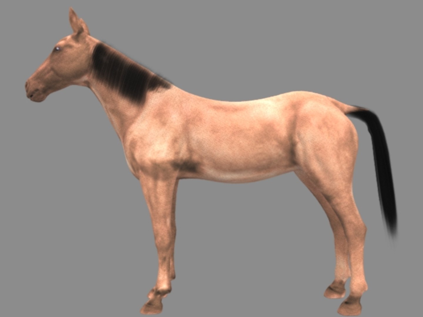 Animal Teeth 3D Model - TurboSquid 1391697