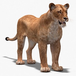 3D lioness 2 fur colors model - TurboSquid 1153348