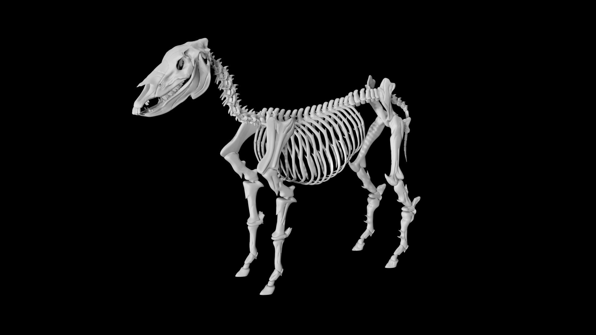 Donkey Skeleton 3D - TurboSquid 1887841