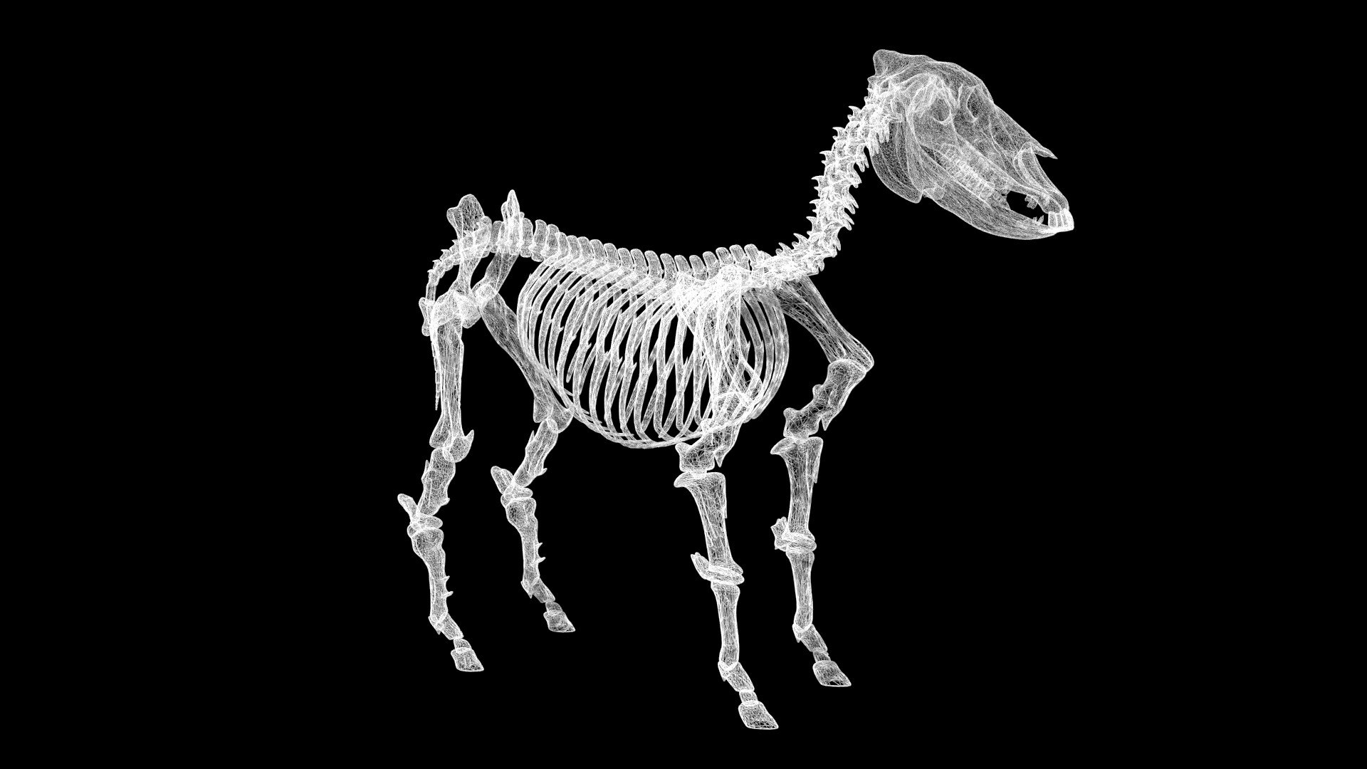 Donkey Skeleton 3D - TurboSquid 1887841