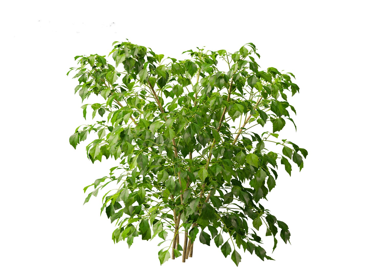 3D Radermachera Sinica - China Doll Plant 01 - TurboSquid 2137245