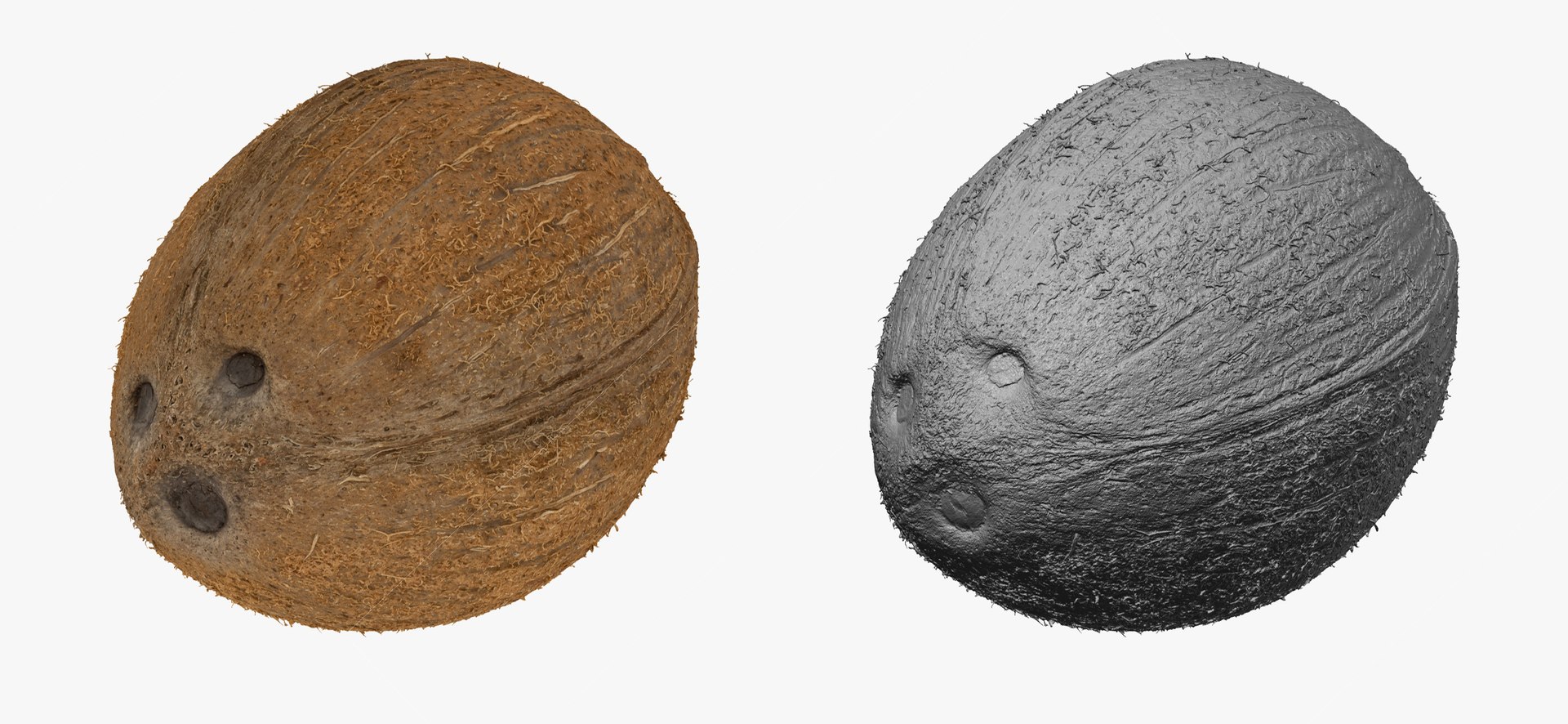 3D Coconut 04 Raw Scan Model - TurboSquid 1654367