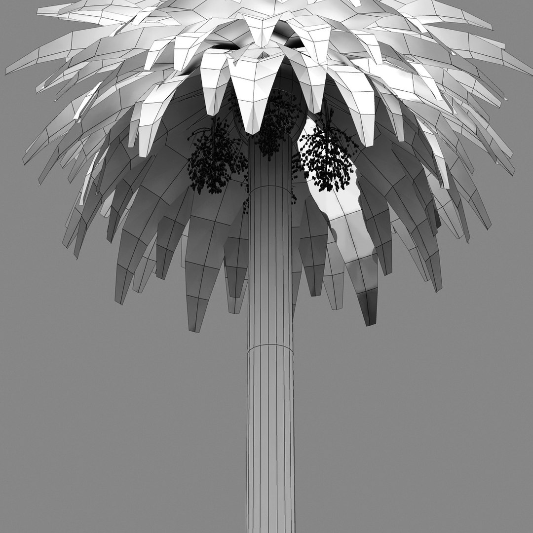 Date Palm Tree 3d Model