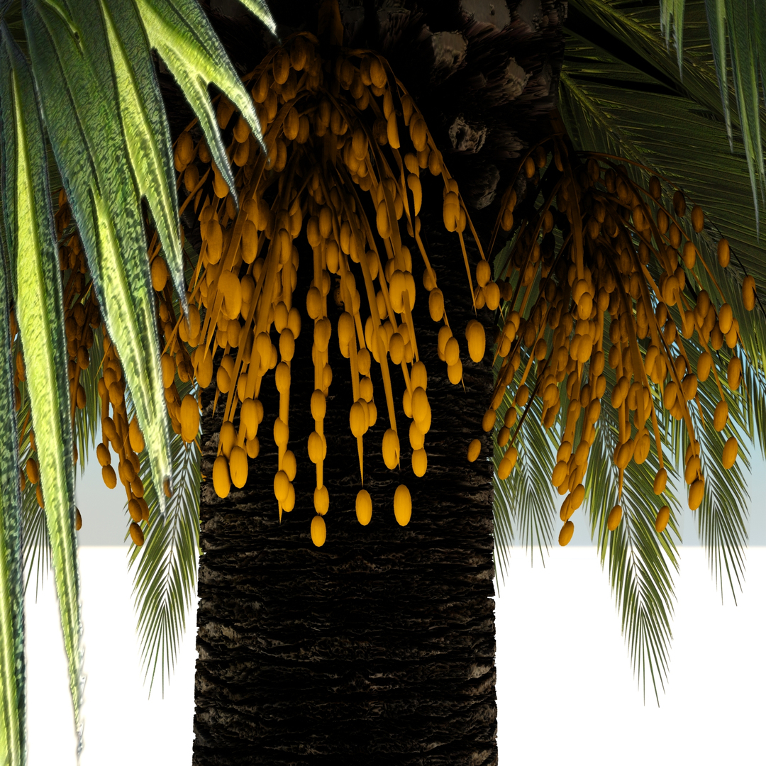 date palm tree 3d model