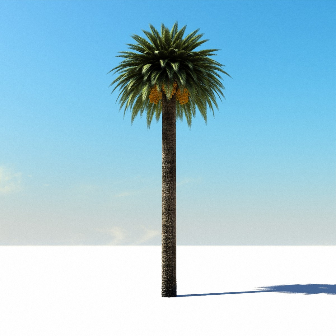 Date Palm Tree 3d Model