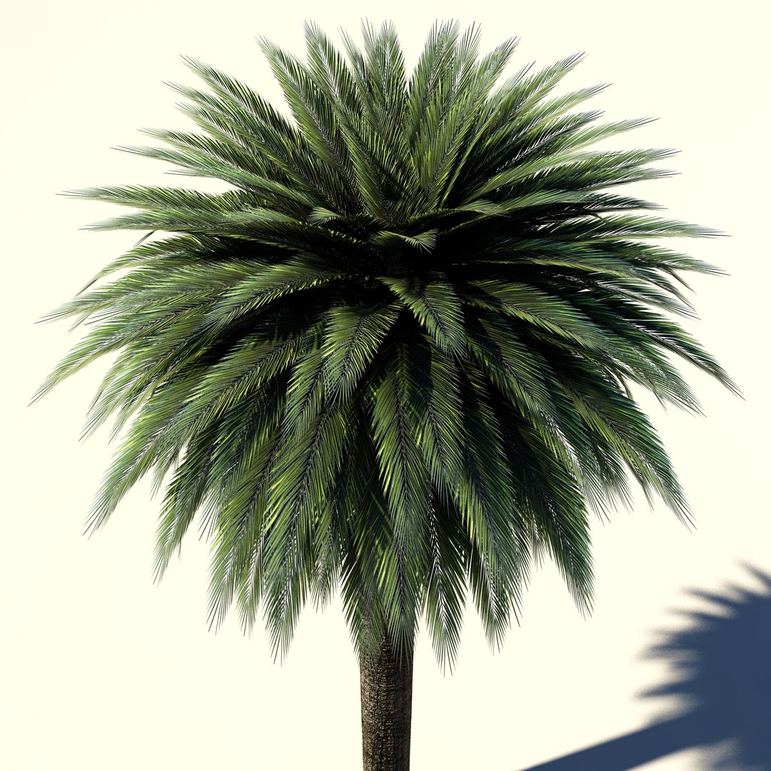 Date Palm Tree 3d Model