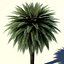 Date Palm Tree 3d Model